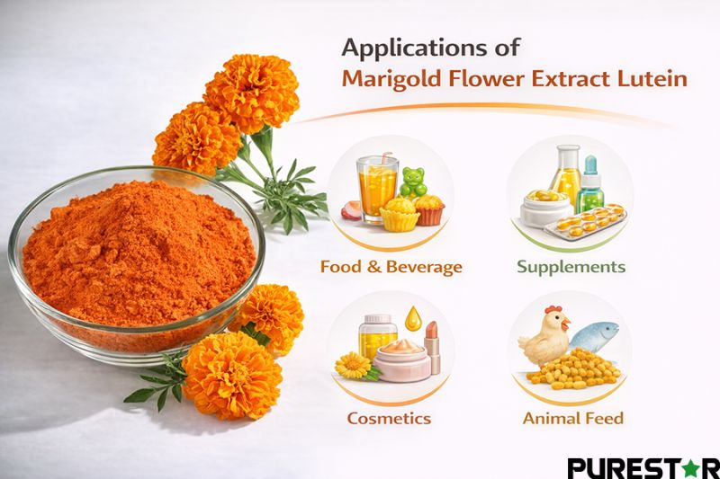 Marigold Flower Extract Lutein Powder | Natural Carotenoid Supplier China